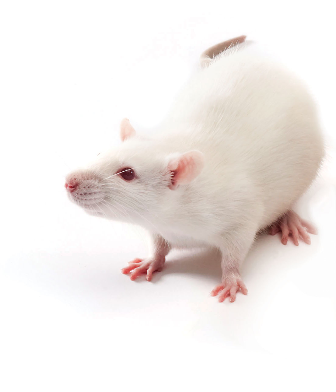 SHR大鼠, SHR Rats - 维通利华 | Charles River